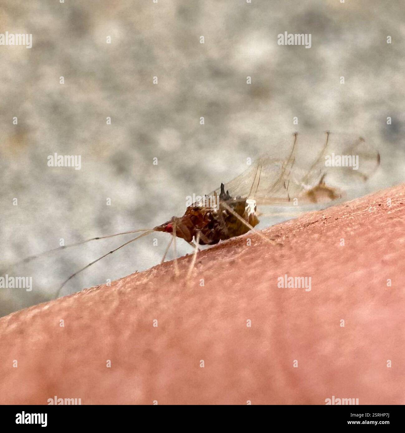 painted maple aphid (Drepanaphis acerifoliae), Insecta, Kentucky, US ...