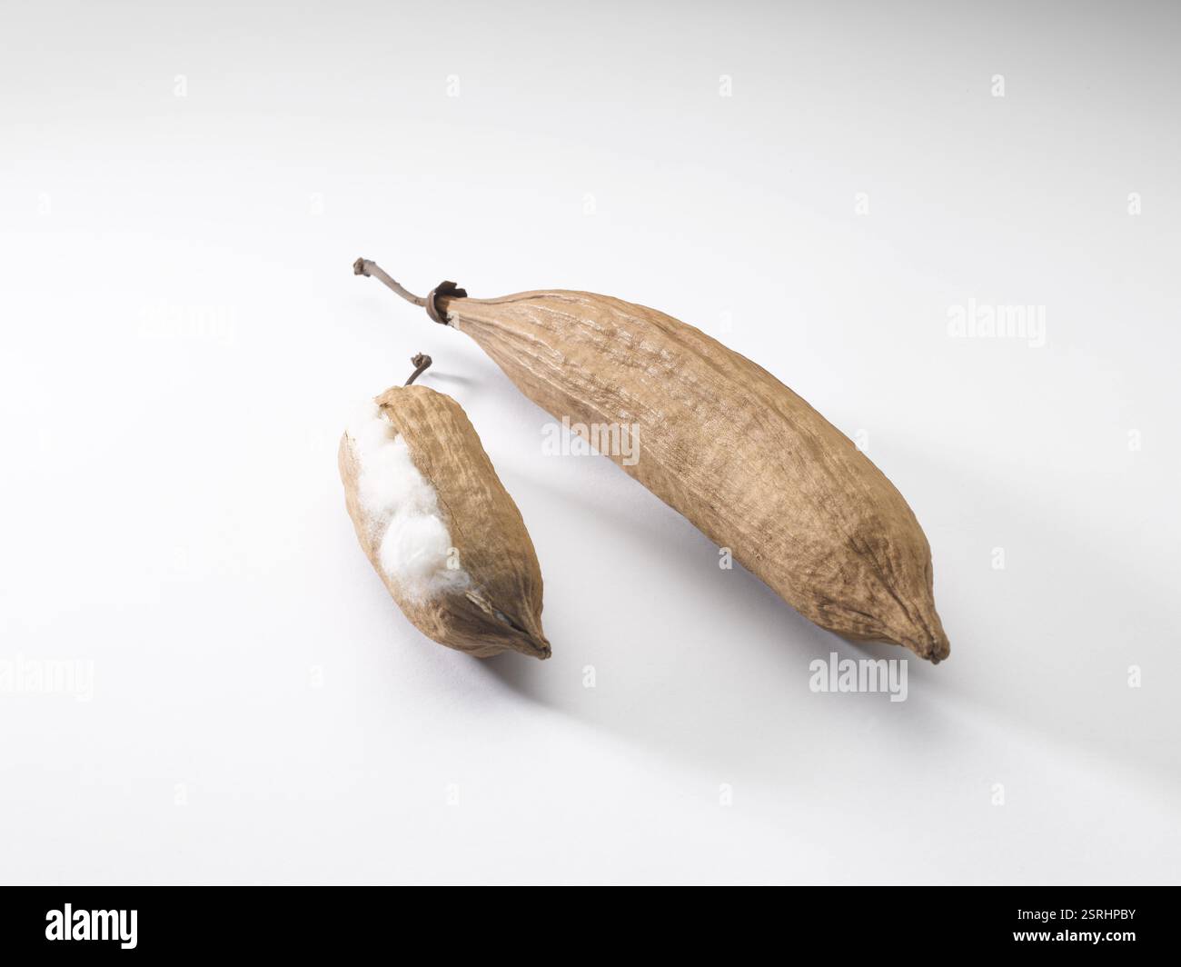 Cotton fruit of Ashoka tree on white background Stock Photo - Alamy