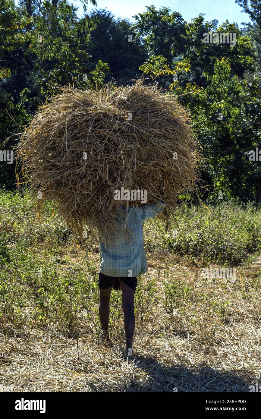 Farmer carrying hay, Andhra Pradesh, India, Asia Stock Photo - Alamy