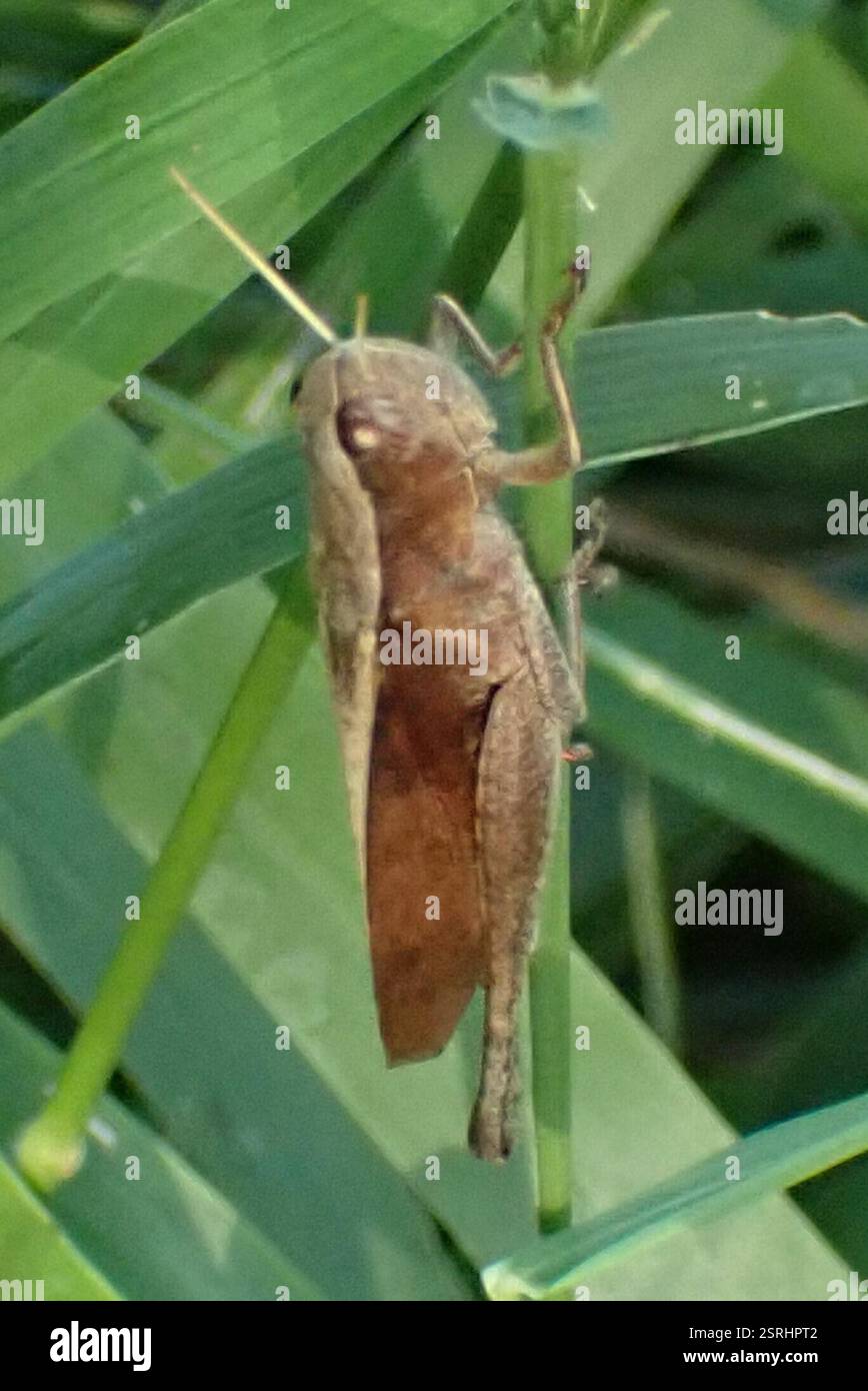 (Oraistes luridus), Insecta, Sabiepark, Sabie Park, 1260, South Africa ...
