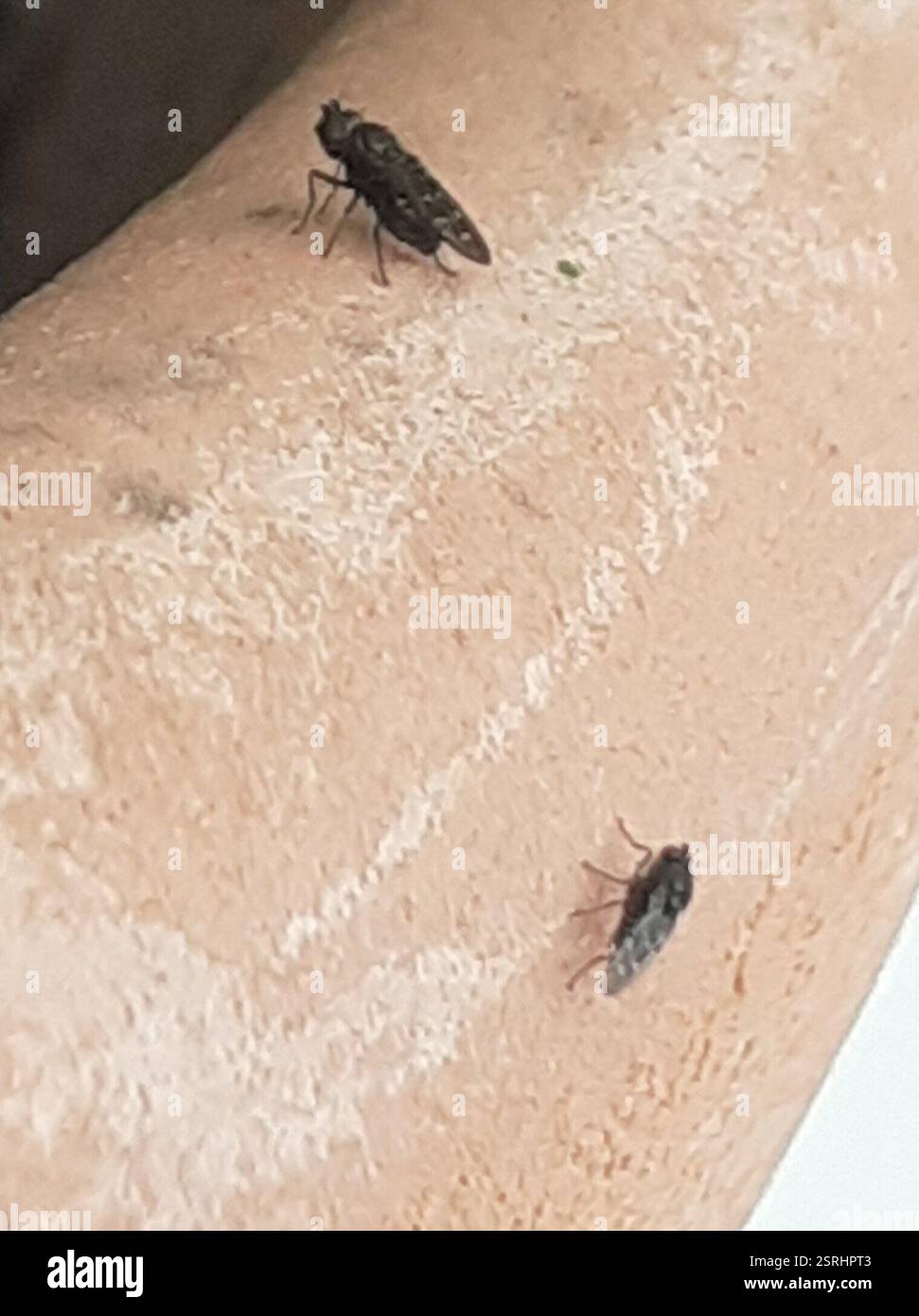 (Scatella), Insecta, 00042 Anzio RM, Italia Stock Photo - Alamy
