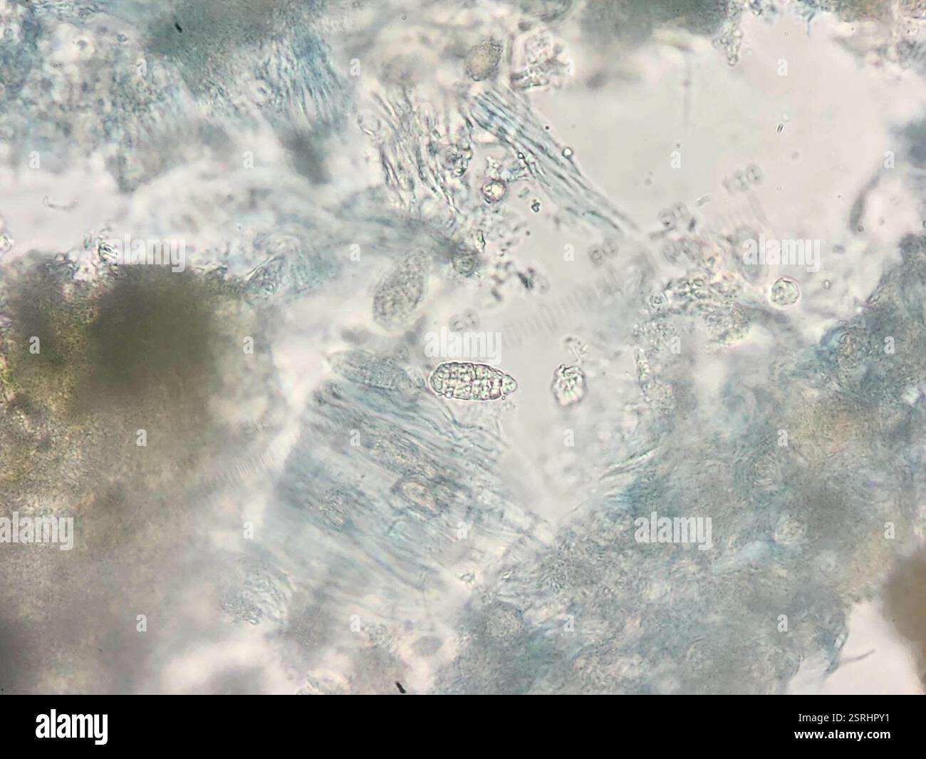 (Topelia rosea), Fungi, Chatham Islands, Rekohu (Chatham Island), Te ...