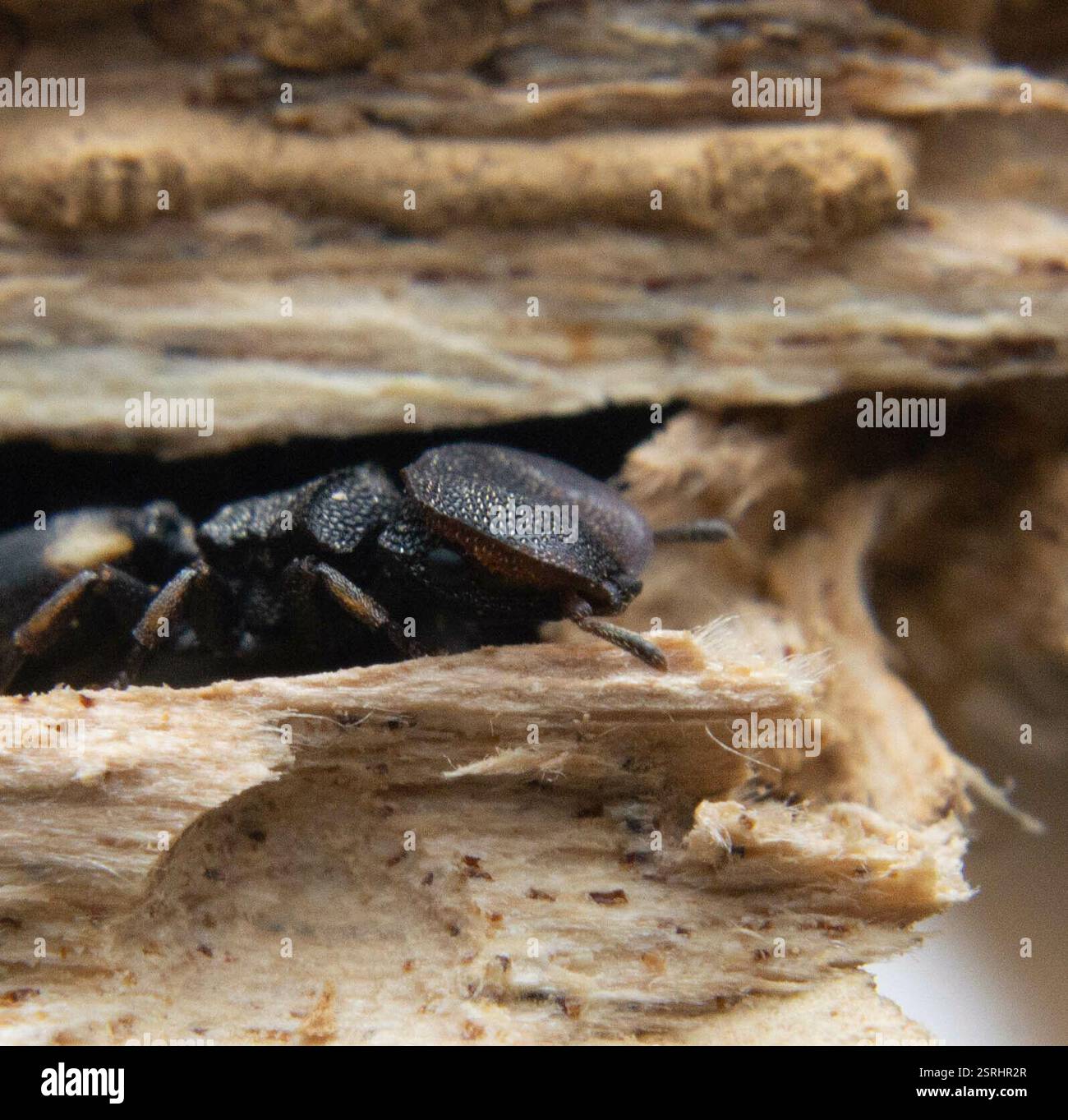 Texas Turtle Ant (Cephalotes texanus), Insecta, Brownsville, TX, USA ...