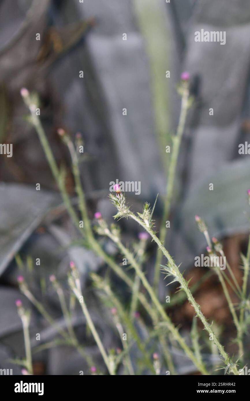Italian thistle (Carduus pycnocephalus), Plantae, San Rafael, CA, USA ...