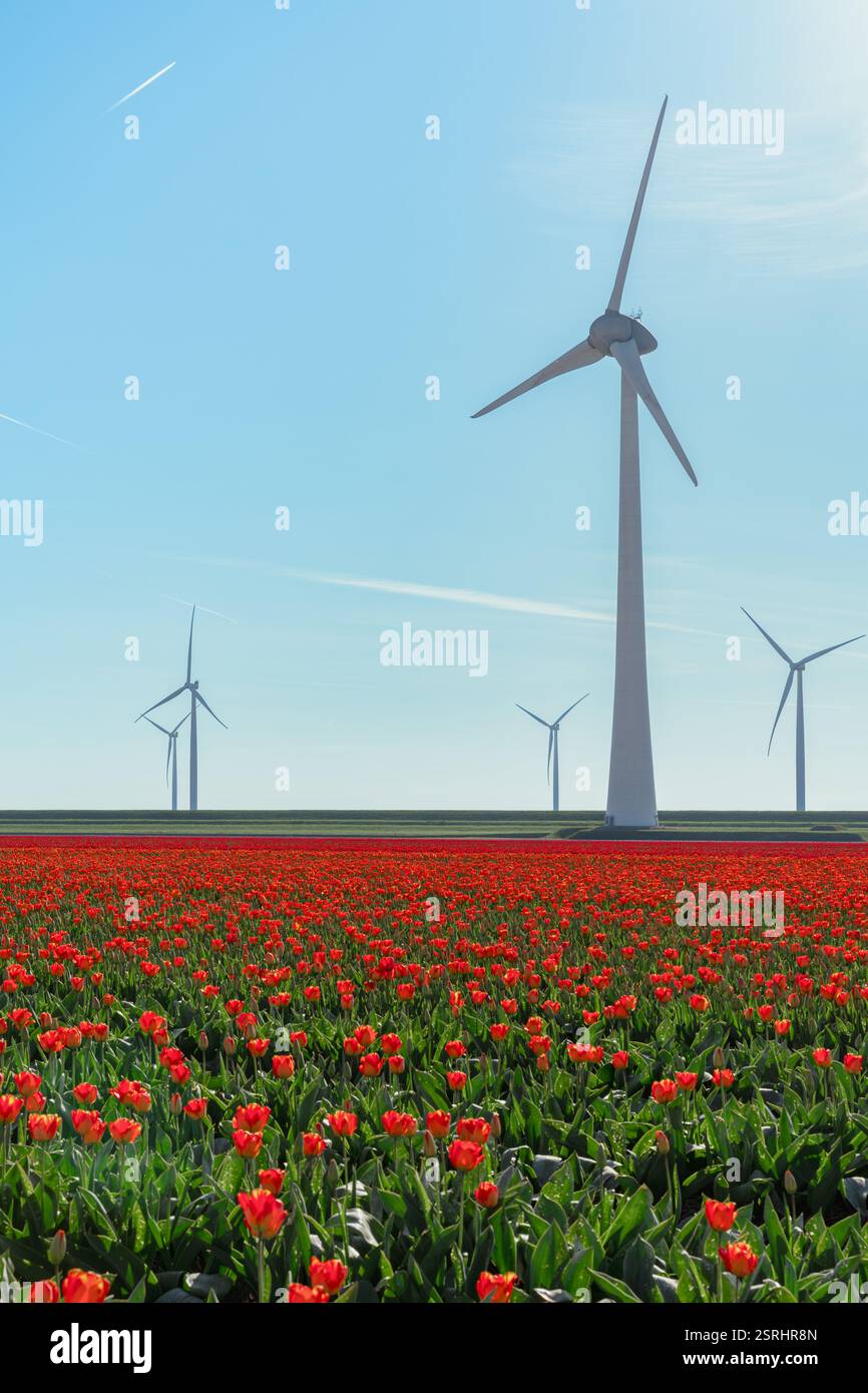 A vast field of red tulips stretches toward the horizon, with towering ...
