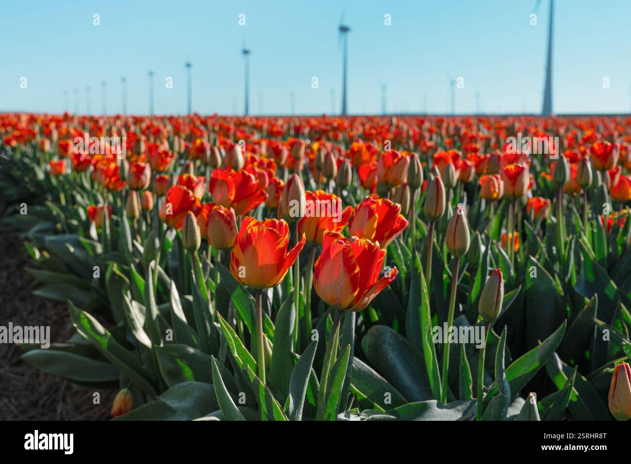 Rows of red tulips bloom in a Dutch farm, with wind turbines ...