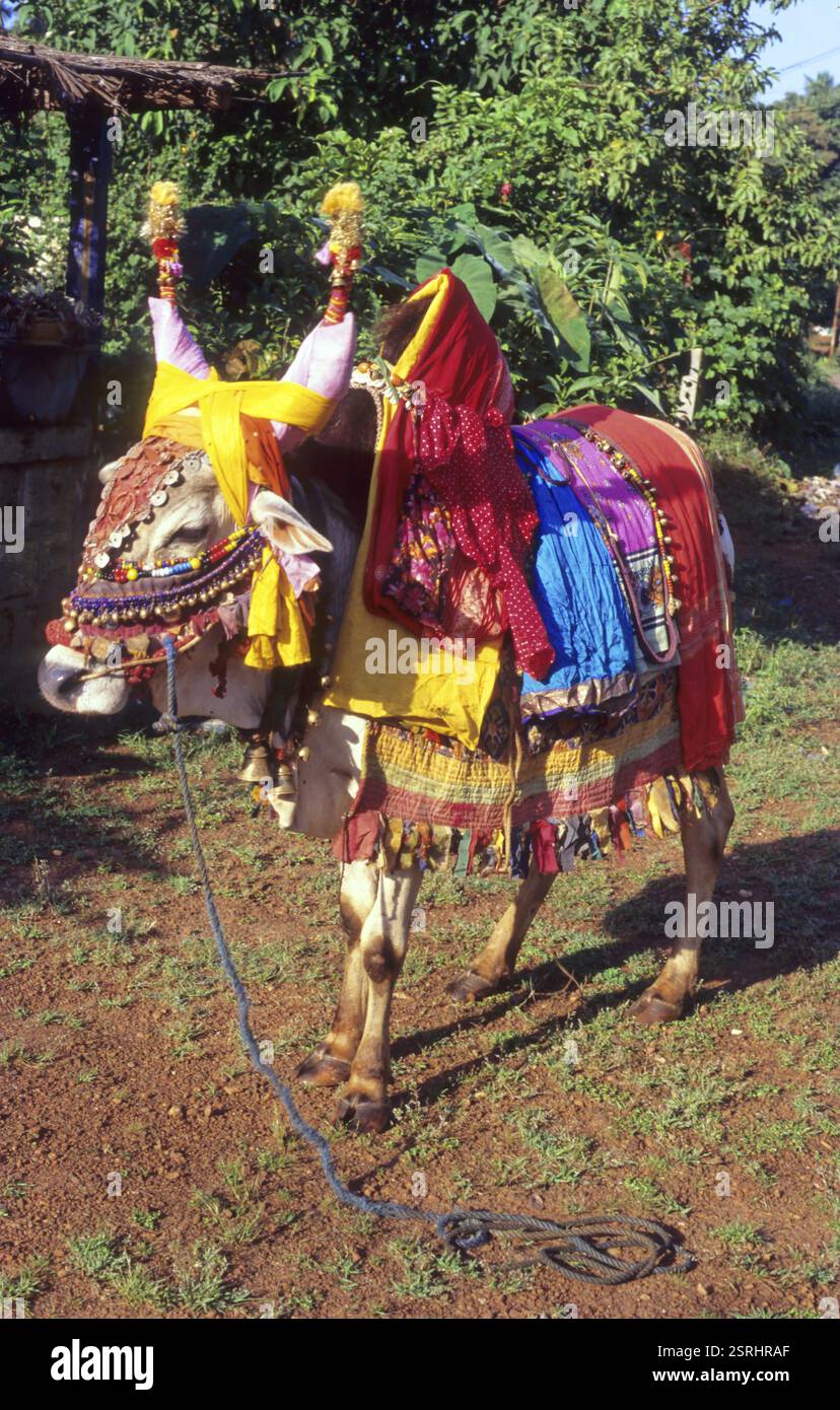 Indian bull breeds hi-res stock photography and images - Alamy