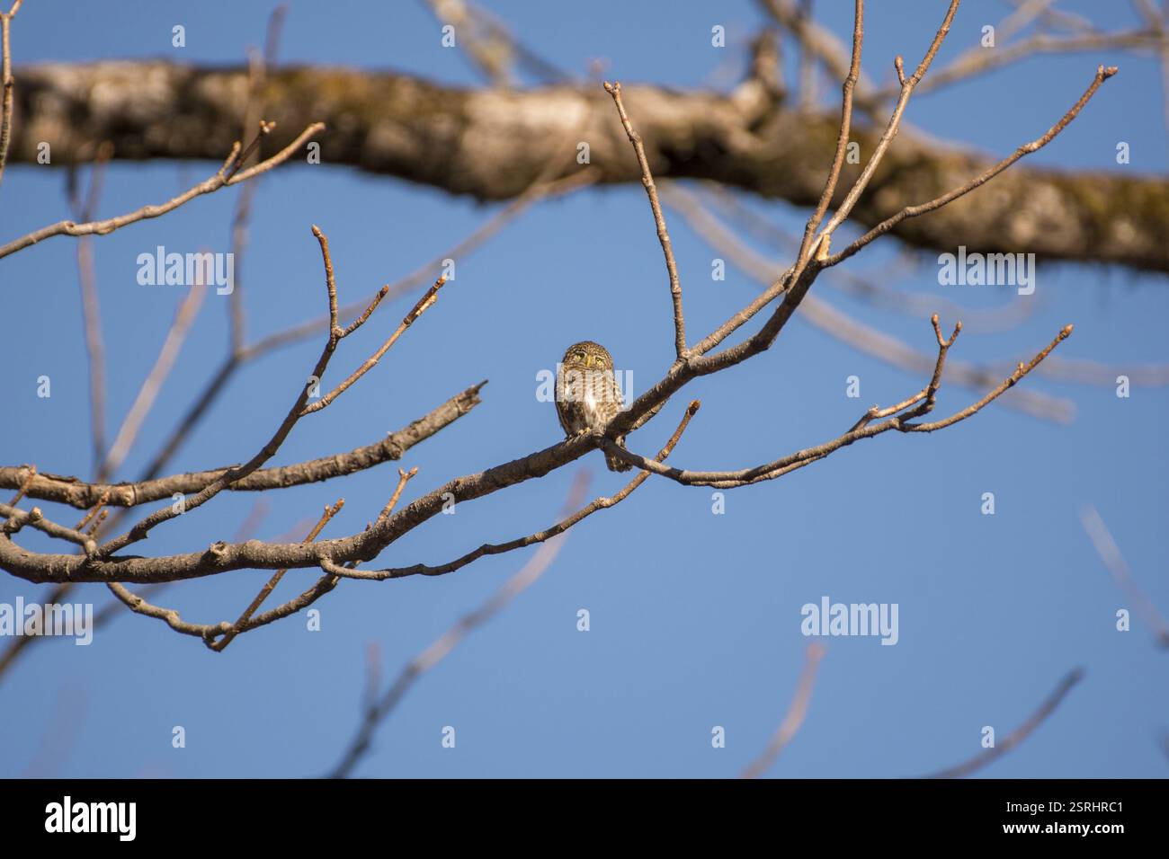 Collared Owlet, Kedarnath Wildlife Sanctuary, Uttarakhand, India, Asia ...