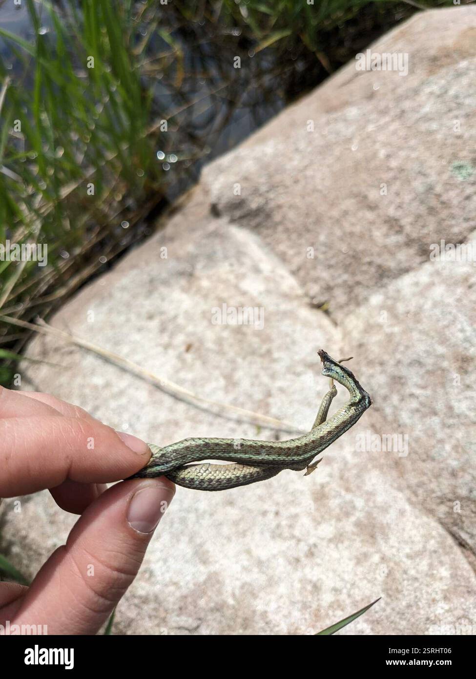 Common Garter Snake (Thamnophis sirtalis), Reptilia, Hamilton, ON ...