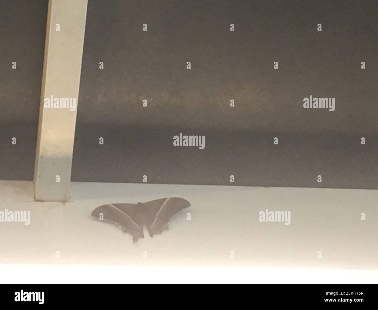 (Lyssa), Insecta, Negros, Bacolod City, Negros Occidental, PH Stock ...