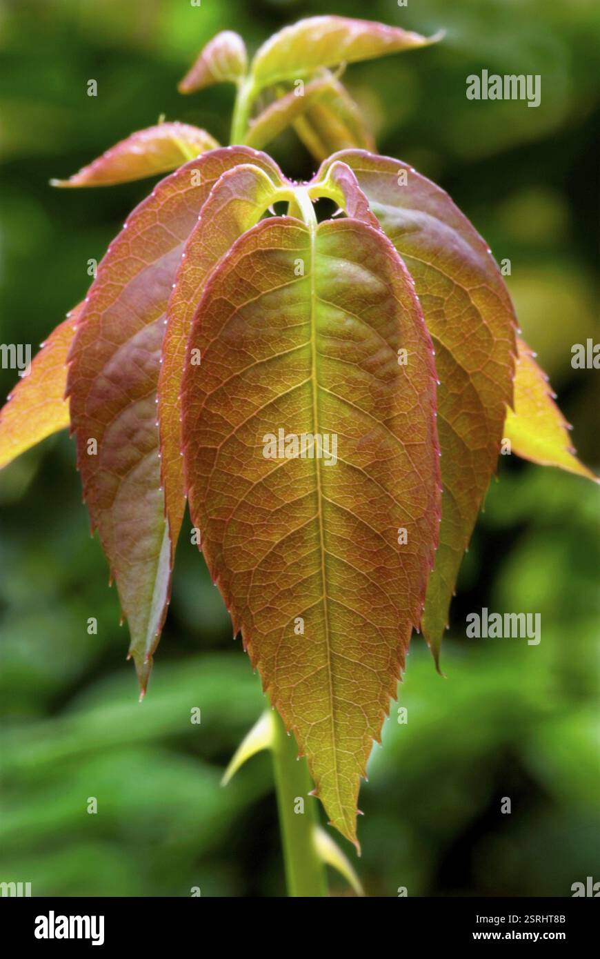 Tender leaves of flower plant Rose Trivandrum Kerala India Asia Stock ...