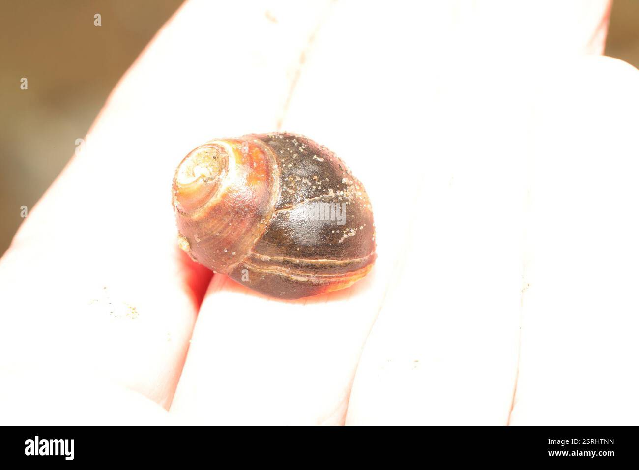 Common Periwinkle (Littorina littorea), Mollusca, Penrhos Beach area ...