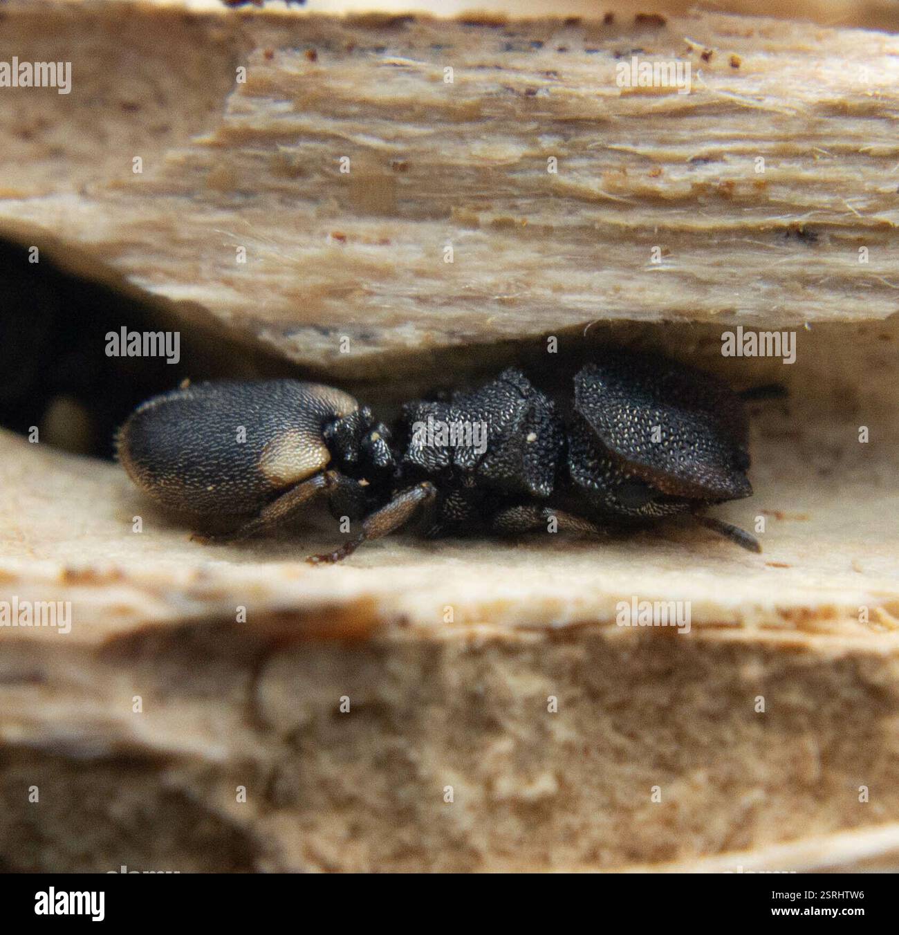 Texas Turtle Ant (Cephalotes texanus), Insecta, Brownsville, TX, USA ...