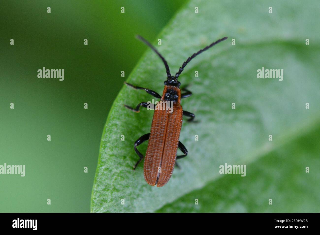 Cosnard's Net-Winged Beetle (Erotides cosnardi), Insecta, 5062 Oberhof ...