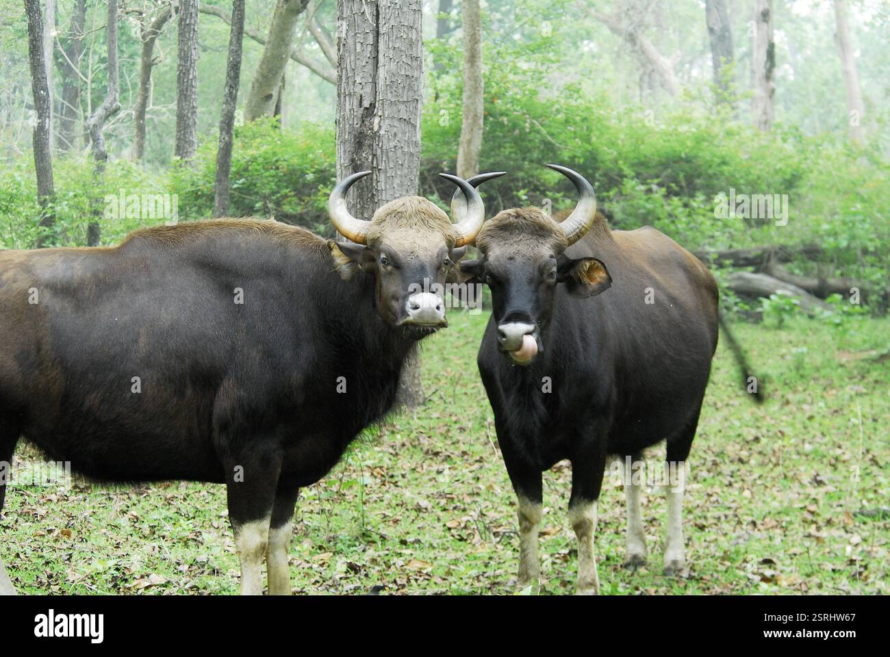 Gaur or Indian Bison, Kabini, Kharapur, Nagarahole range, Karnataka ...