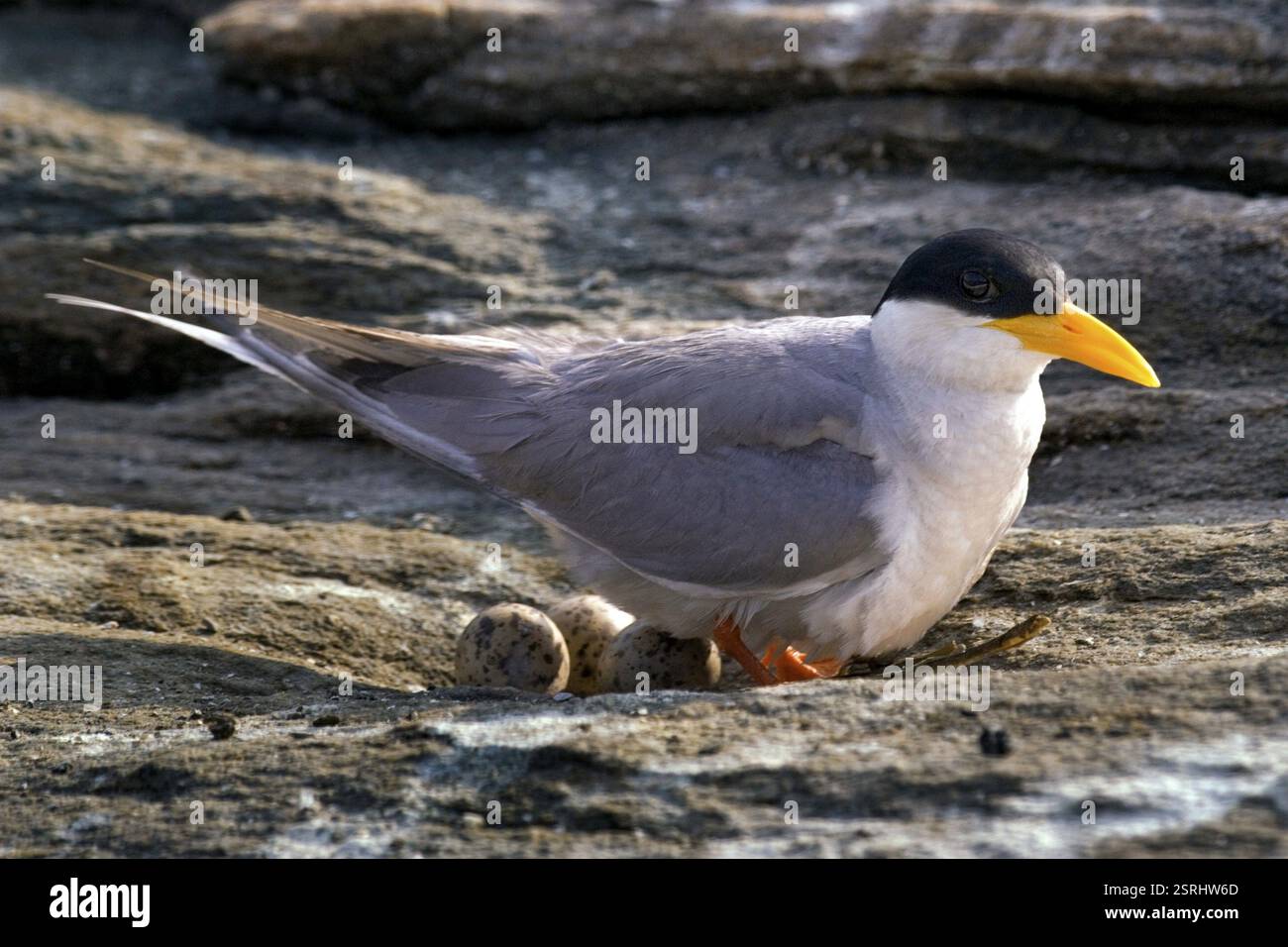 Indian River tern Sterna aurantia guarding eggs Ranganathitto Mysore ...