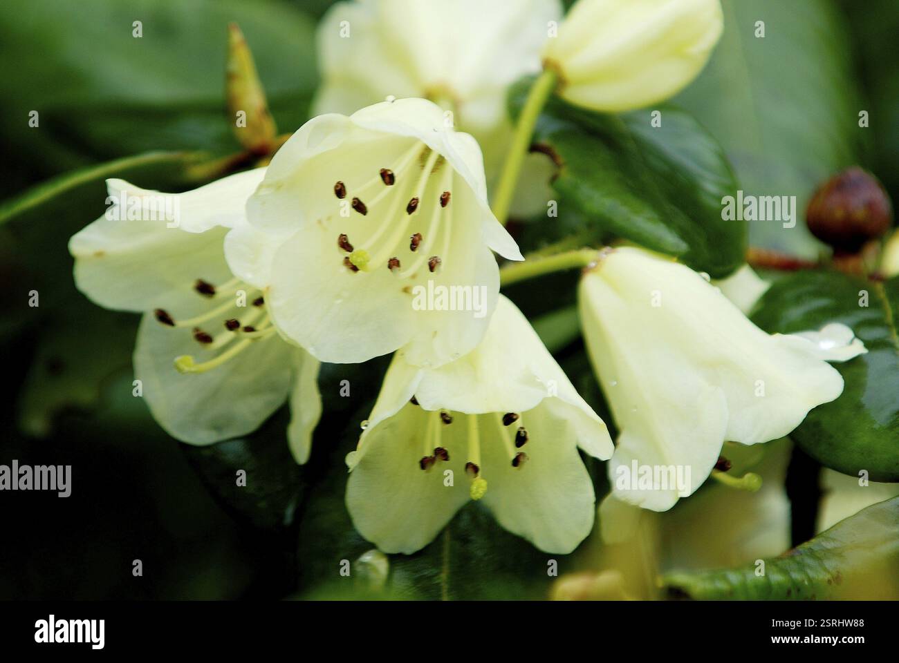 Flower, bangophate gurans rhododendron campylocarpum, Yumthang, North ...