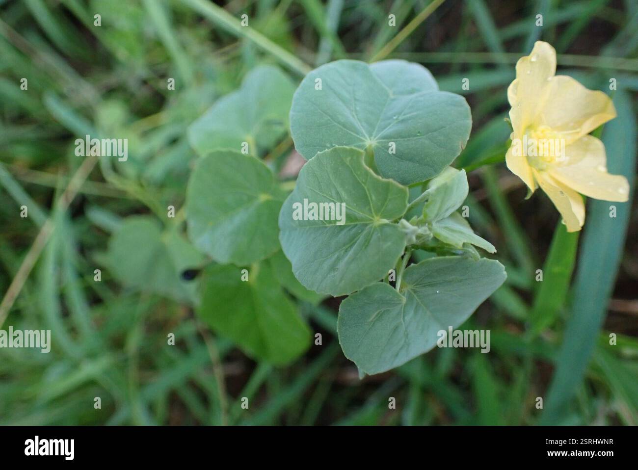 (Abutilon austroafricanum), Plantae, Sabiepark, Sabie Park, 1260, South ...