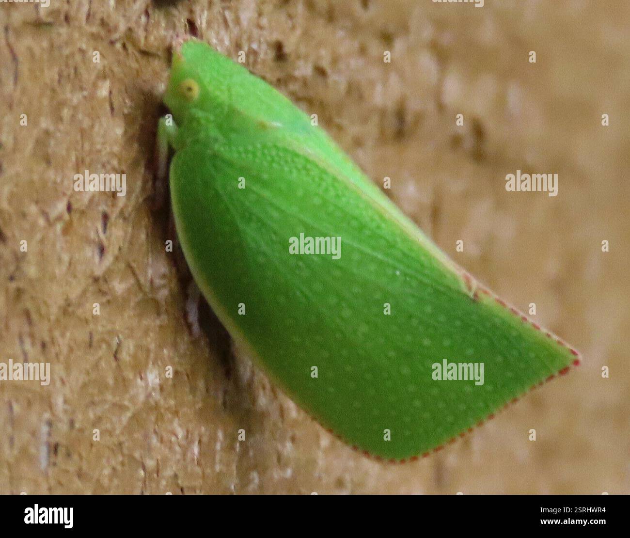 Torpedo Bug (Siphanta acuta), Insecta, 19 Thatcher Crescent, Crofton ...