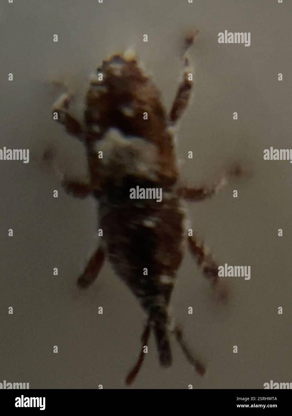 Grain Weevils (Sitophilus), Insecta, Melbourne VIC, Australia ...