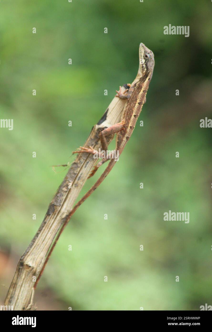 Fan-throated Lizards (Sitana), Reptilia, Kengeri Satellite Town ...