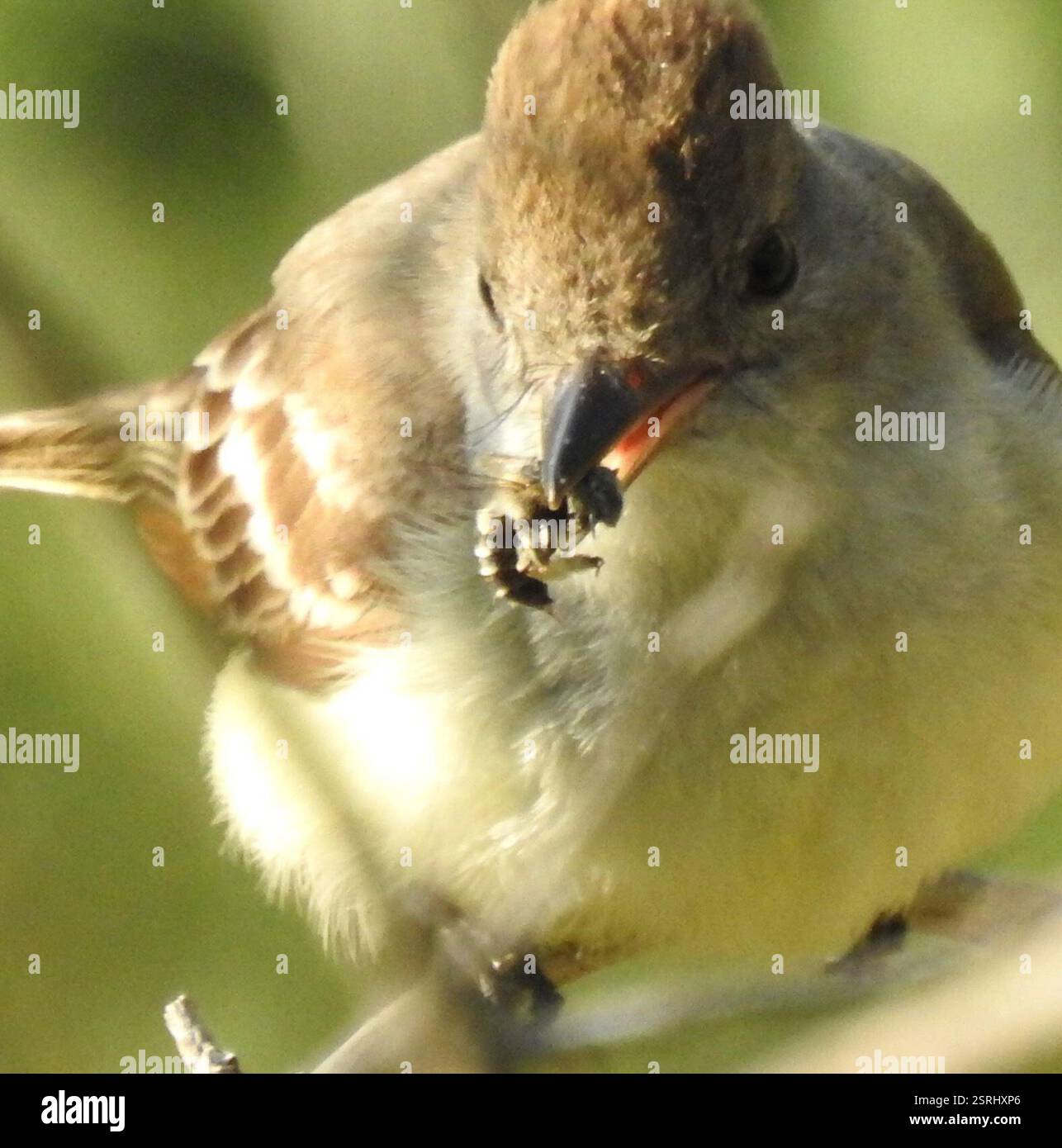 Common Digger Bees (Anthophora), Insecta, Westwood, Los Angeles, CA ...