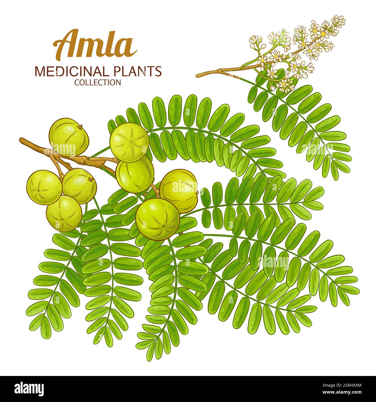 Amla Branch with Fruits Colored Illustration Stock Vector Image & Art ...