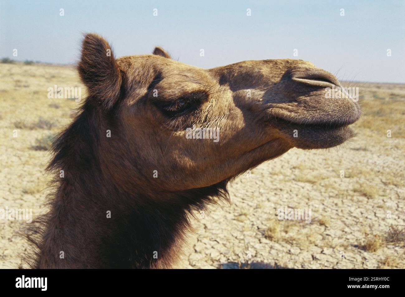 Camel, Virani, Talnakktrans, District Kutch, Gujarat, India, Asia Stock ...