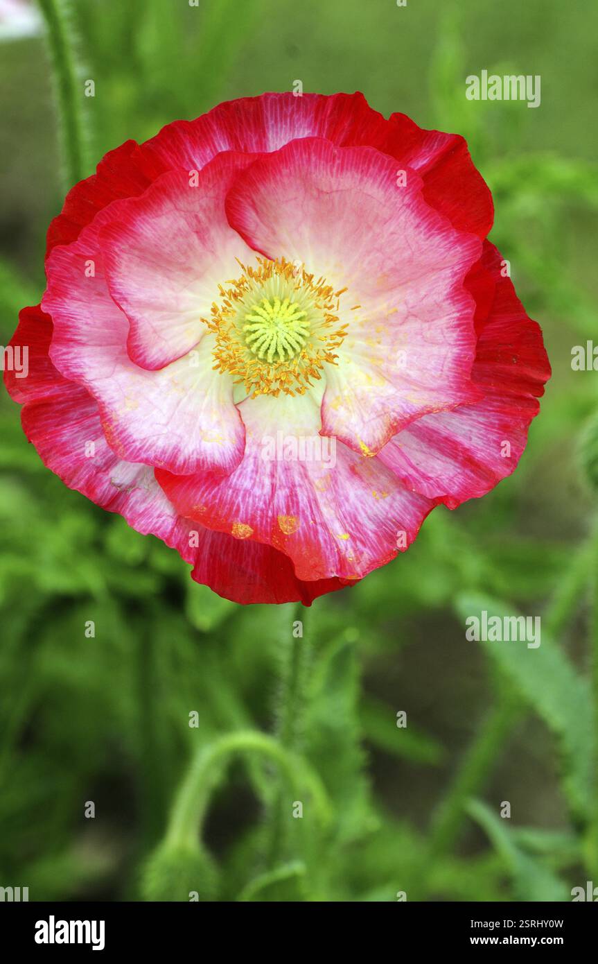 Poppy flower, Jammu and Kashmir, India, Asia Stock Photo - Alamy
