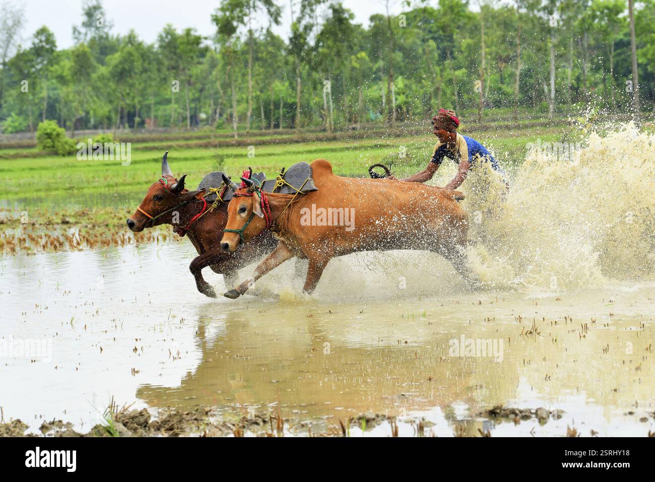 Moichara cattle race festival Herobhanga village, Canning railway ...