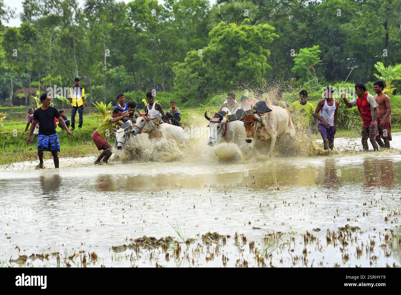 Moichara cattle race festival Herobhanga village, Canning railway ...