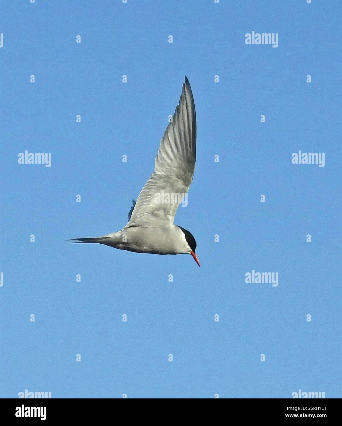 Antarctic Tern (Sterna vittata), Aves, Stromness Bay, SIQQ 1ZZ, Islas ...