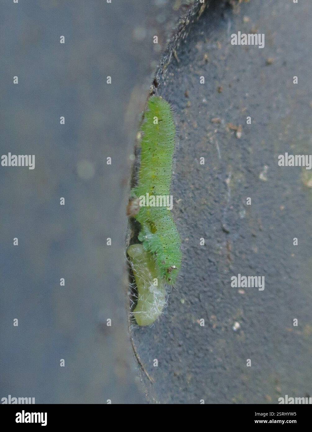 Insects (Insecta), Insecta, , The cocoon-like part. Several cabbage ...