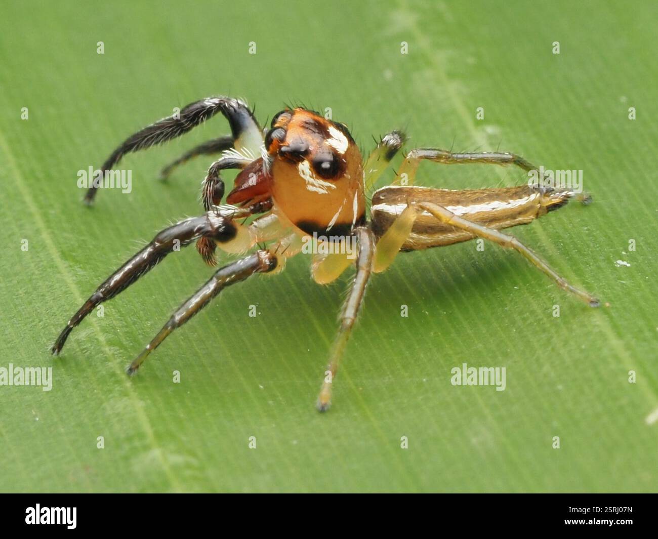 (Colonus), Arachnida, San Carlos, Panama, P32 Stock Photo - Alamy