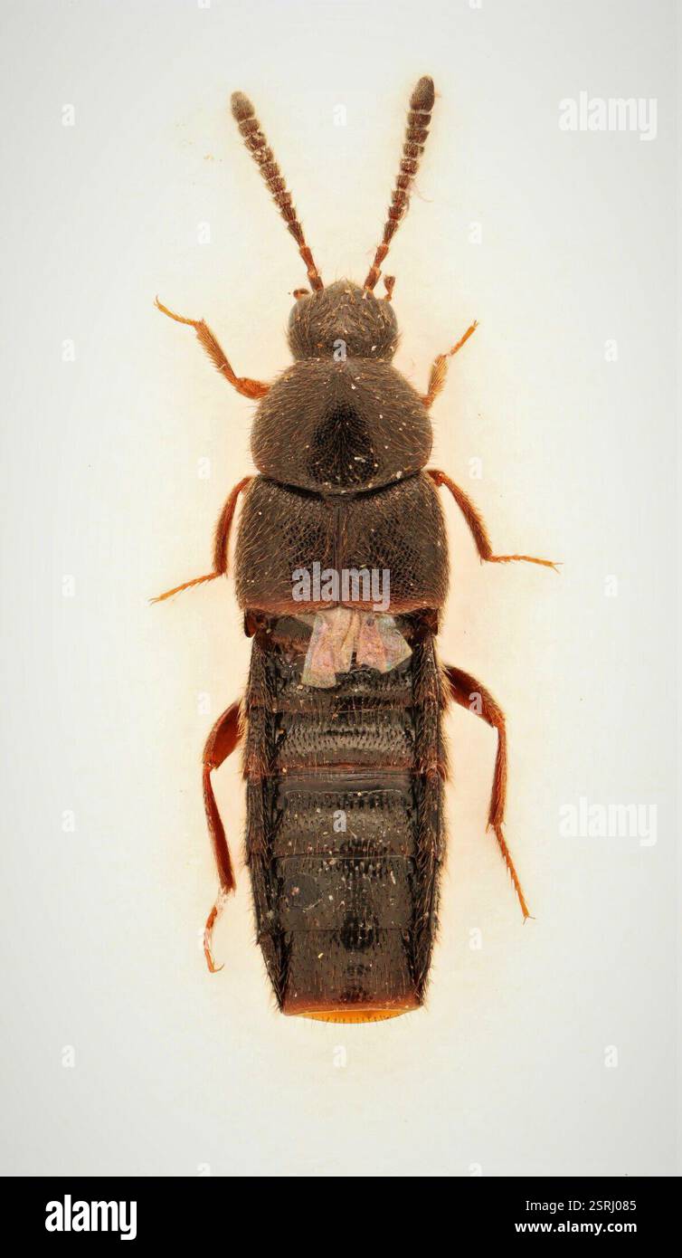(Xenochara), Insecta, Duberger-Les Saules, Québec, QC, Canada, Tergite ...