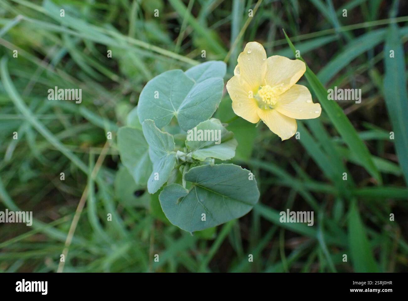 (Abutilon austroafricanum), Plantae, Sabiepark, Sabie Park, 1260, South ...
