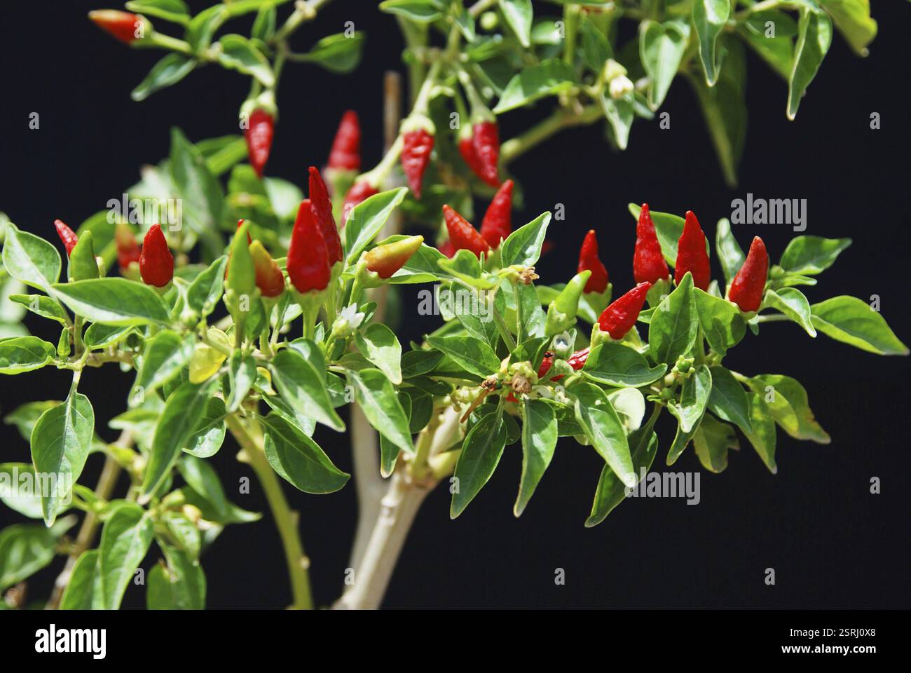 Little red chilli, Jodhpur, Rajasthan, India, Asia Stock Photo - Alamy