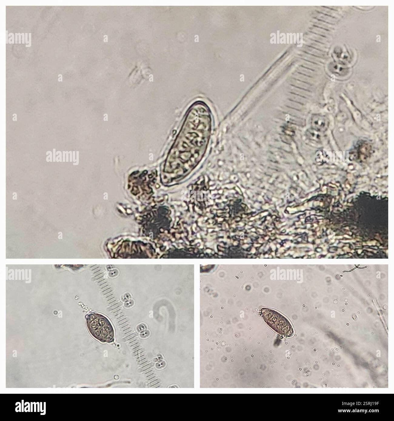 (Pyrenula subumbilicata), Fungi, Chatham Islands, Rekohu (Chatham ...