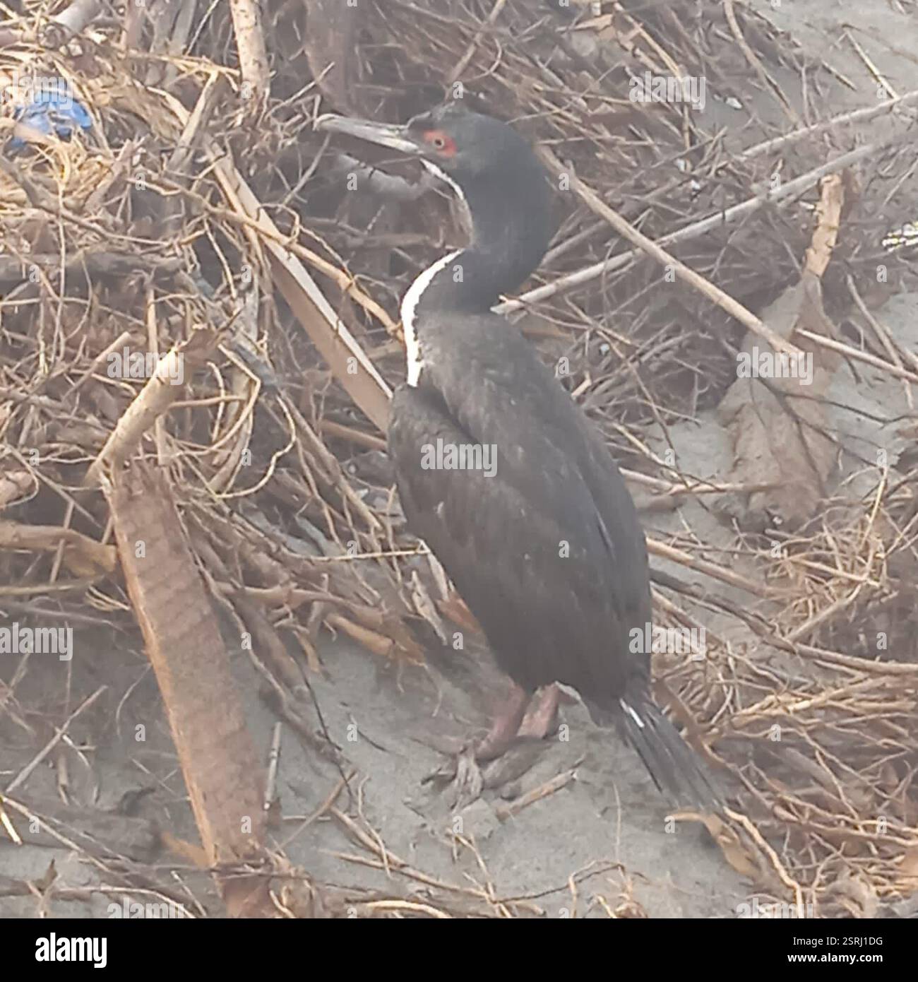 Guanay cormorant leucocarbo bougainvilliorum hi-res stock photography and images - Alamy