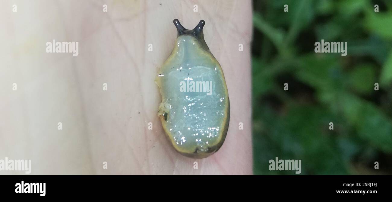 Spanish Slug (Arion vulgaris), Mollusca, 06463 Falkenstein, Germany ...