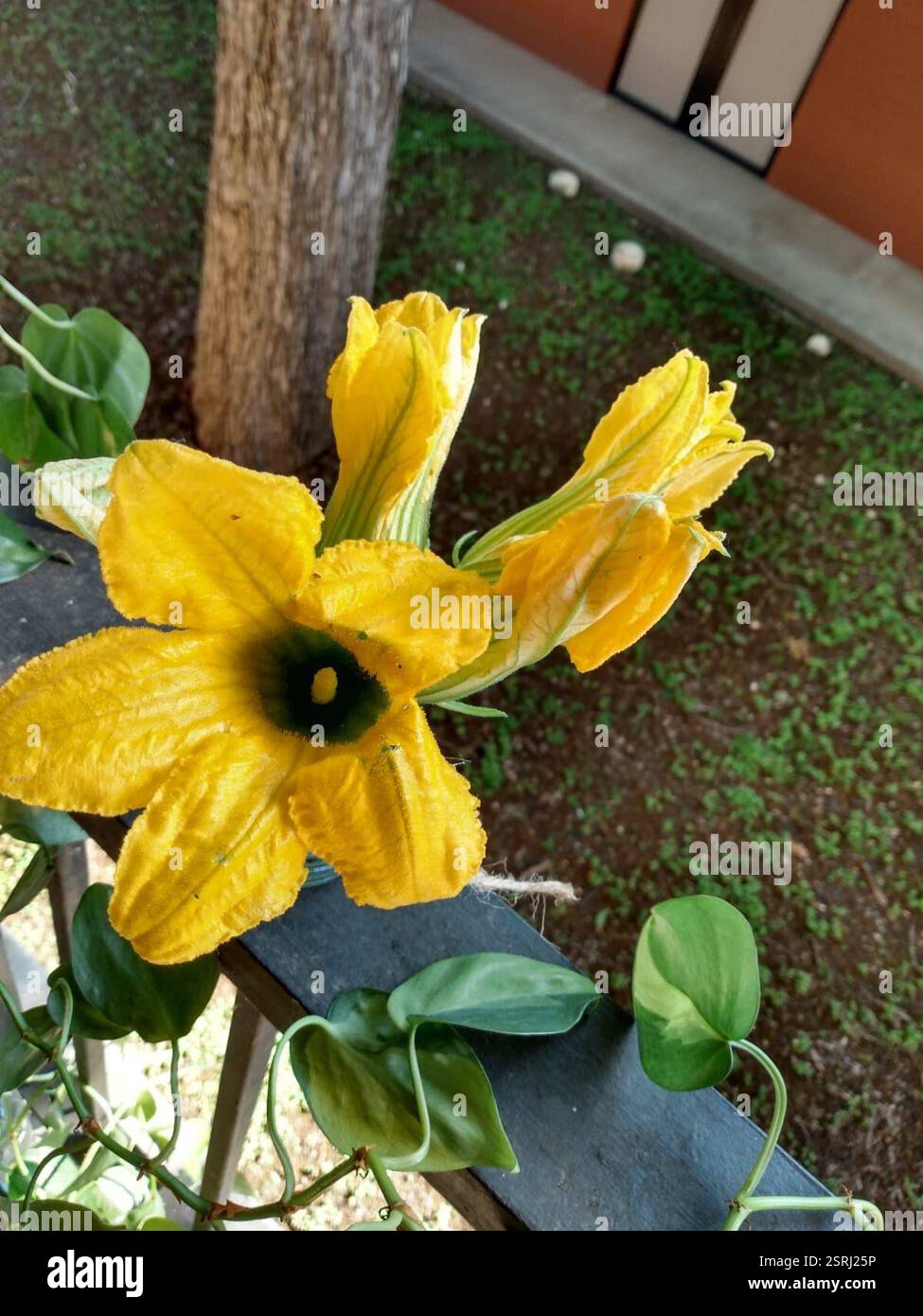 Buffalo Gourd (Cucurbita foetidissima), Plantae, Arnulfo Alonso Way ...