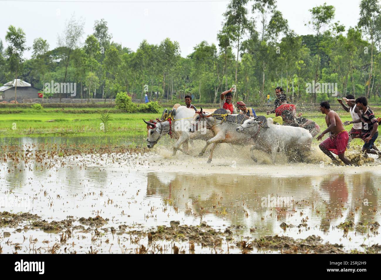 Moichara cattle race festival Herobhanga village, Canning railway ...
