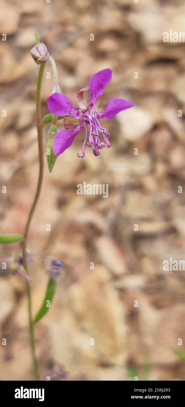 diamond clarkia (Clarkia rhomboidea), Plantae, Central Kootenay, BC ...
