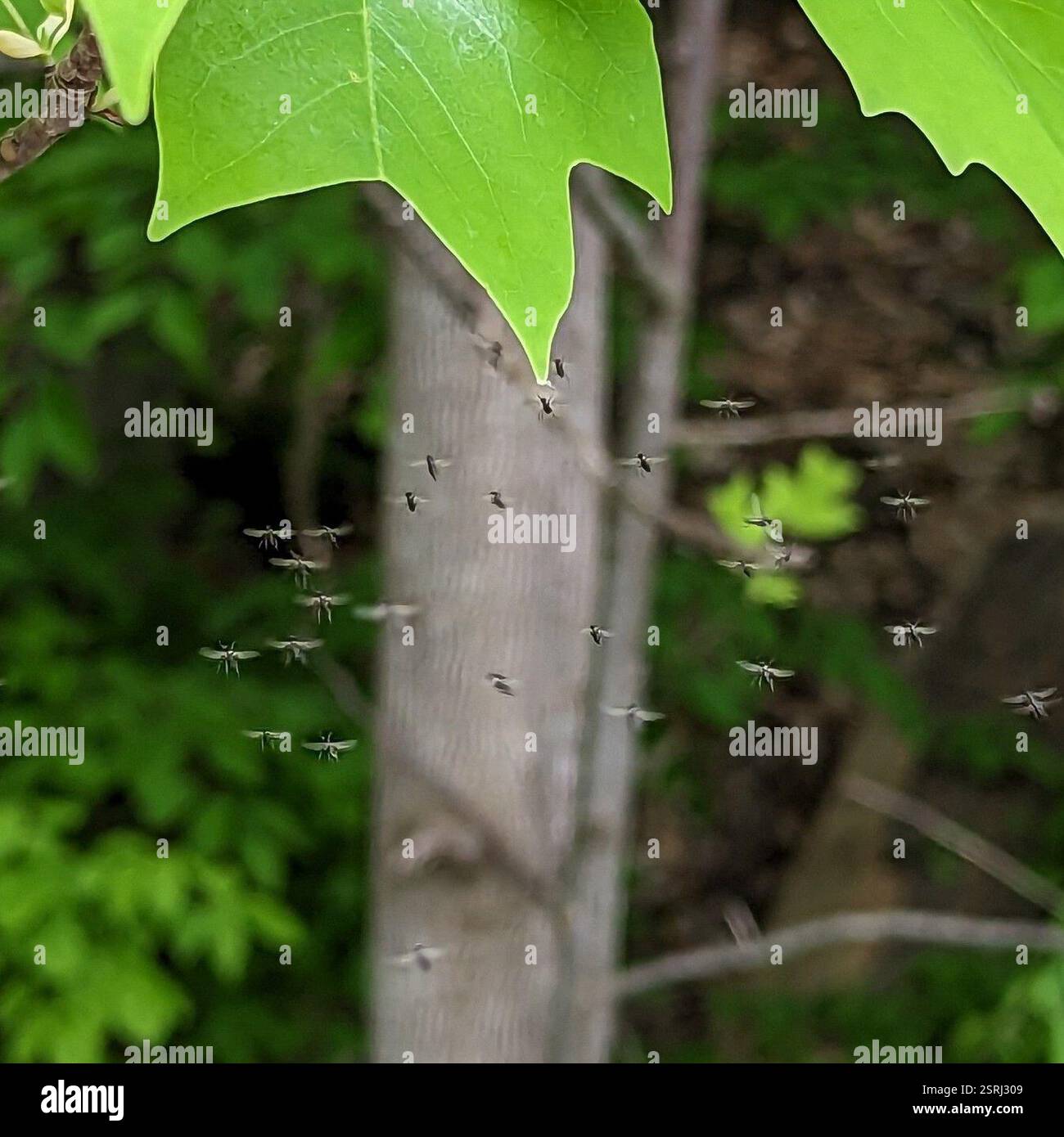 Balloon Flies (Hilara), Insecta, Ithaca, NY, USA Stock Photo - Alamy