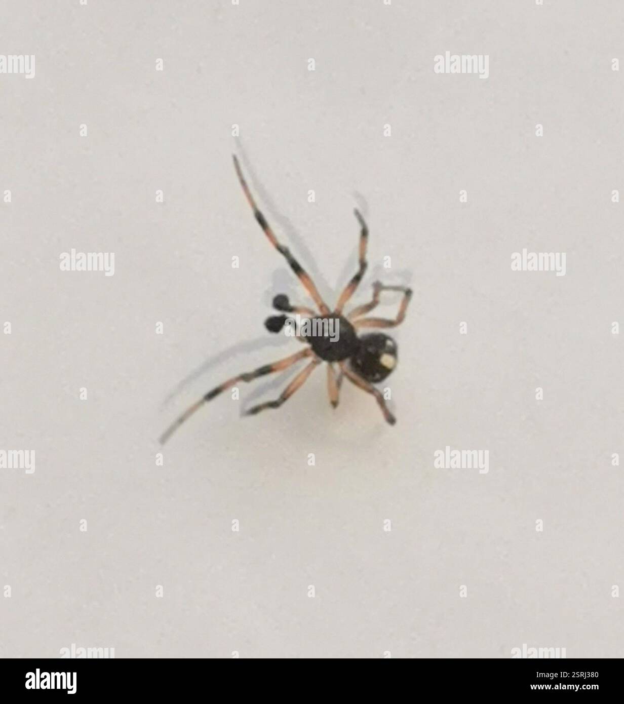 Crustulina guttata hi-res stock photography and images - Alamy