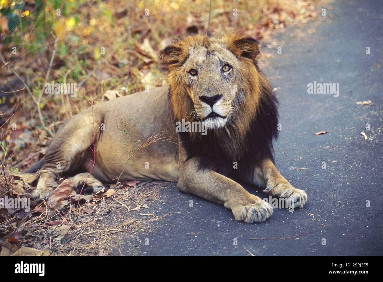 Lion panthera leo resting, Bombay Mumbai, Maharashtra, India, Asia ...