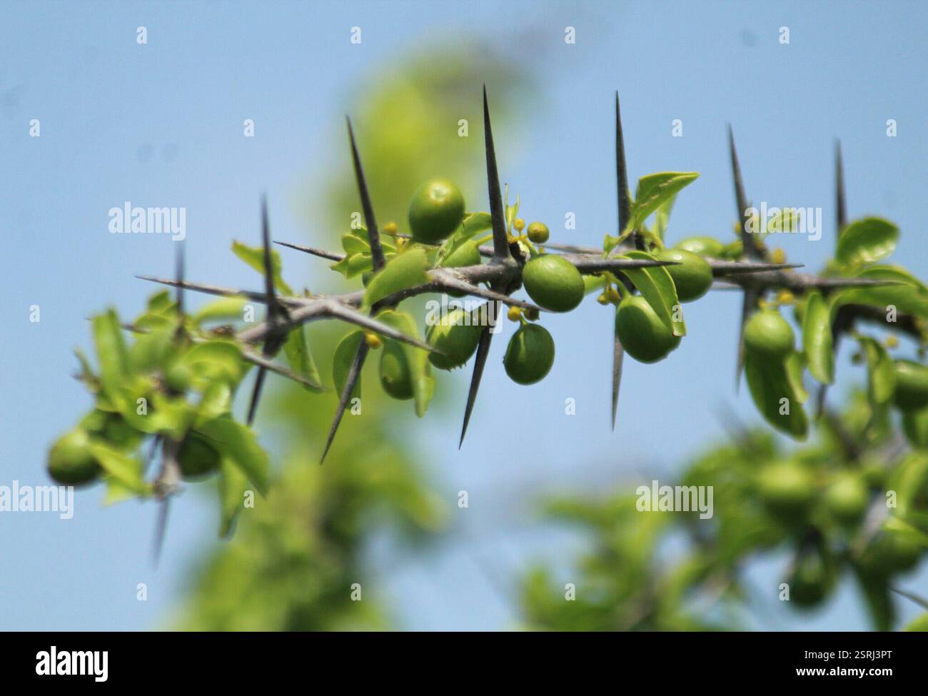 coromandel boxwood (Canthium coromandelicum), Plantae, Kengeri ...