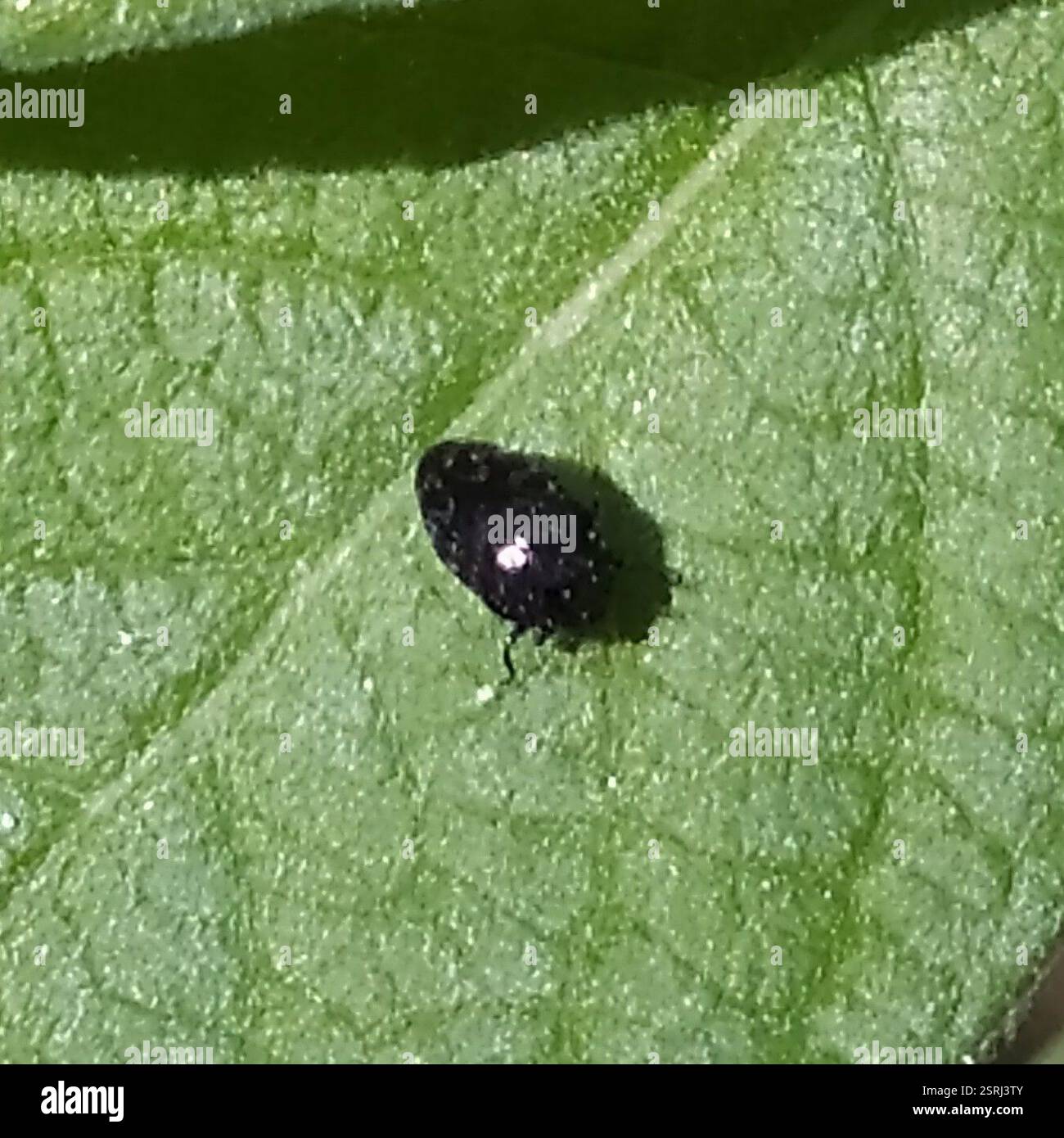 (Trachys minutus), Insecta, Свердловская обл., Россия, 624933, на иве ...