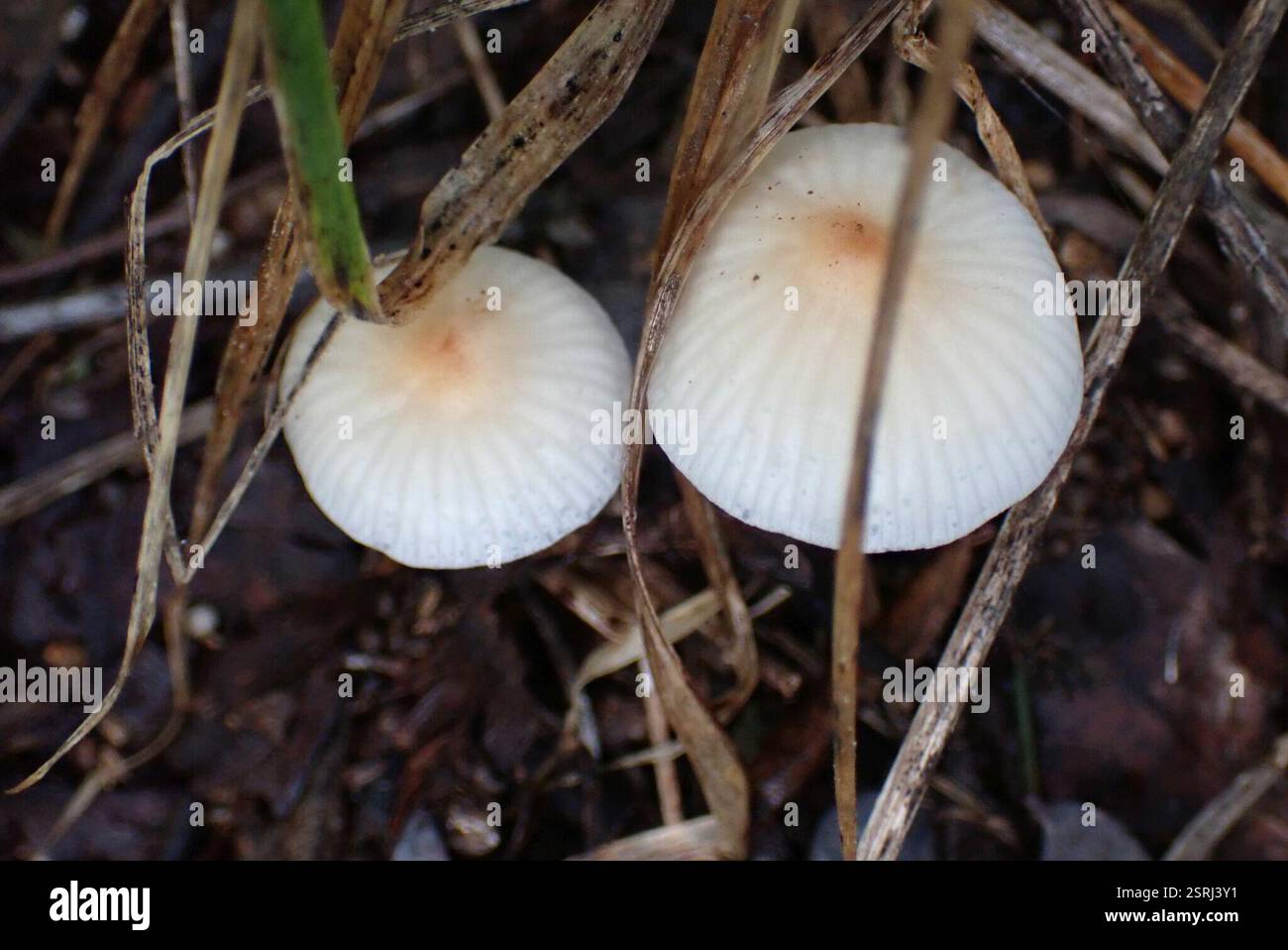 yellow fieldcap (Bolbitius titubans), Fungi, Sabiepark, Sabie Park ...