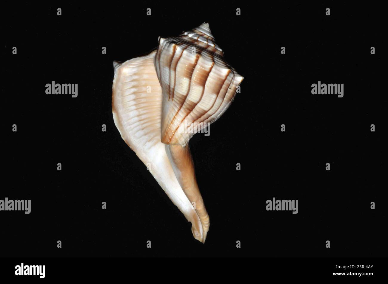 Whelk Right Sided Seashell, India, Asia Stock Photo - Alamy
